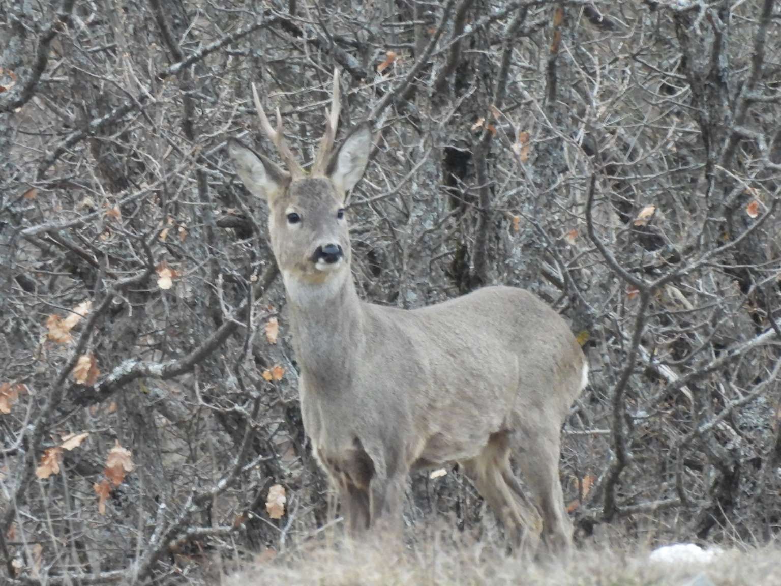 Krupna divljač – Lovački savez Herceg Bosne